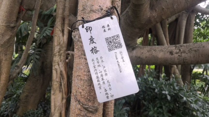 广西的独木成林的榕树,难道是从印度引进过来的吗,奇怪了