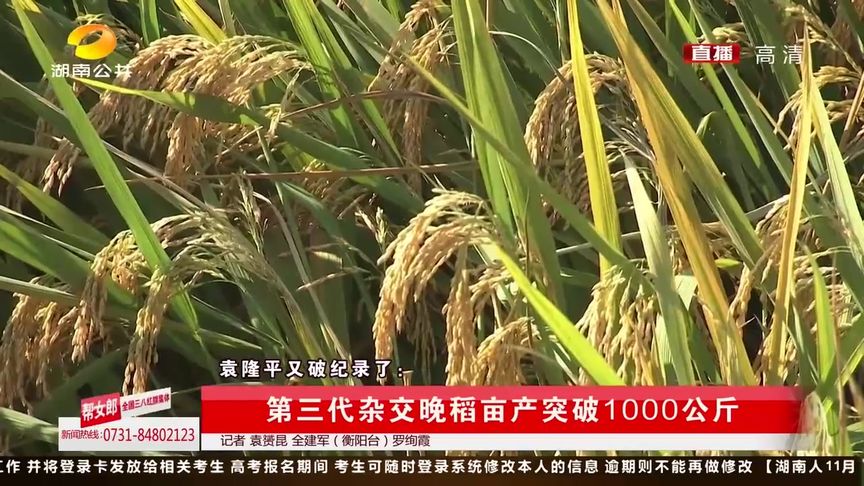 由吃饱向吃好转变!“第三代杂交水稻”引领中国水稻未来发展方向