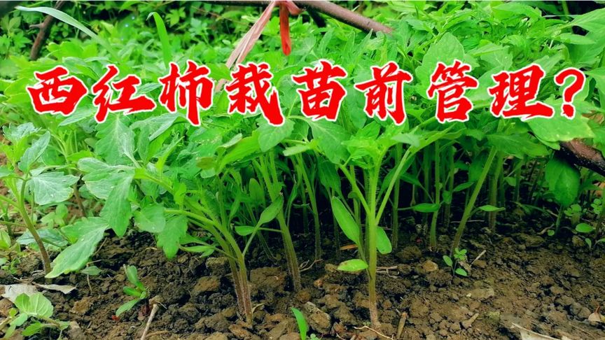 西红柿栽苗前这样管理?移栽定植棵棵成活,苗旺病害少结的多高产