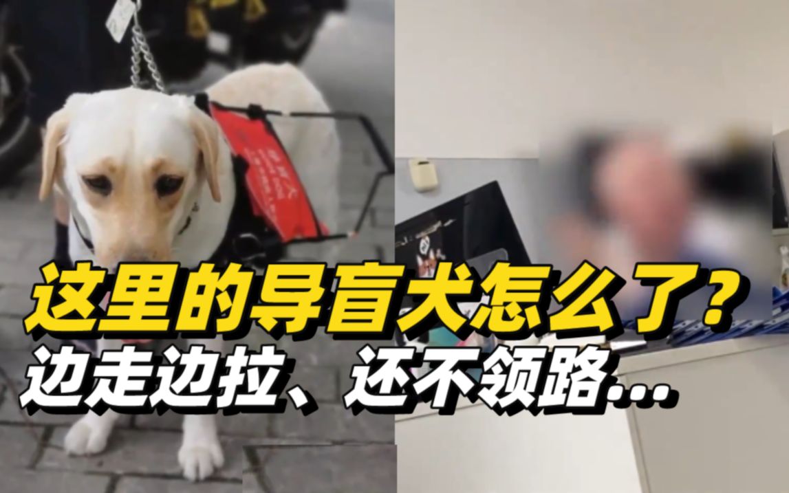 导盲犬缘何“迷路”:不符合国标却为何连续中标?开展“云领养”在线...