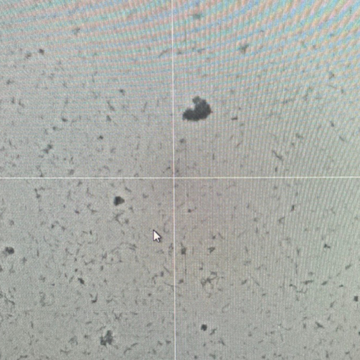 二十四桥边的芍药 