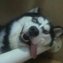 请叫我二哈-正版 