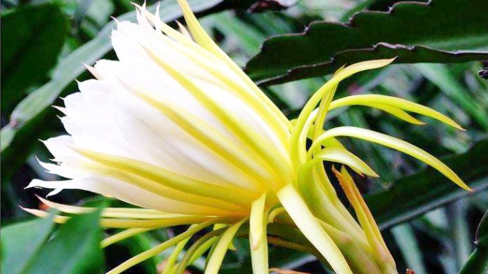 此花称作“霸王花”,药用和观赏价值兼具,泡水喝止咳消炎祛火气