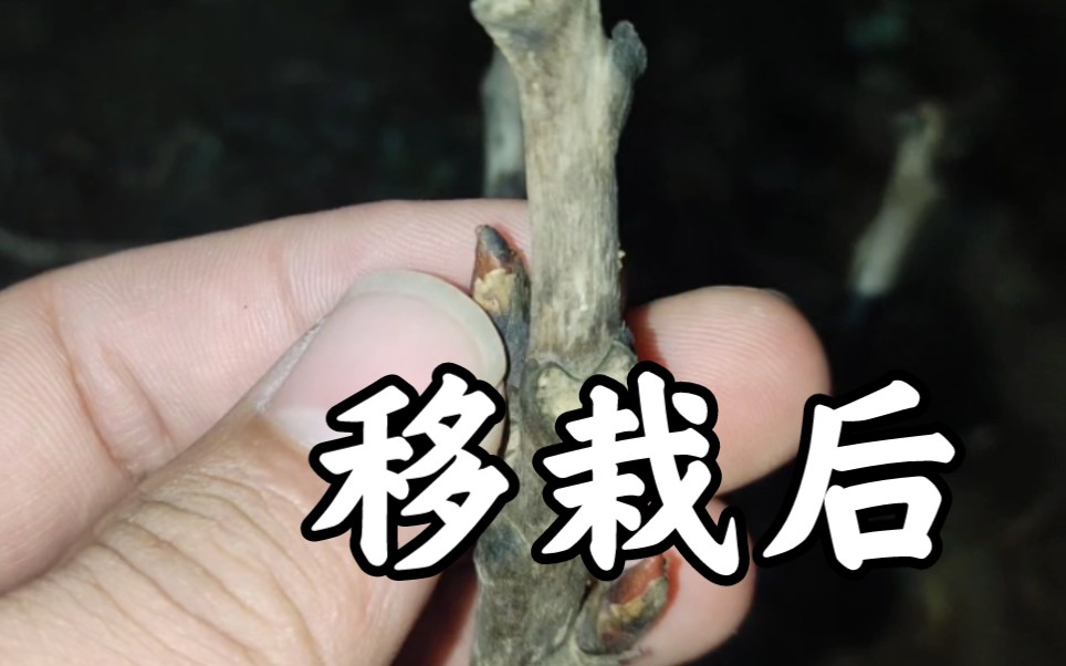 牡丹移栽后的一些小知识