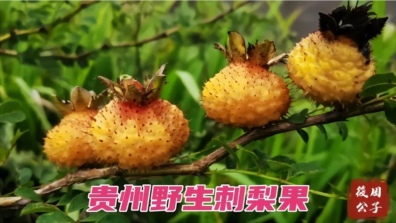 贵州特产野生刺梨,上山摘点回去泡刺梨酒,摘完这次再等来年了