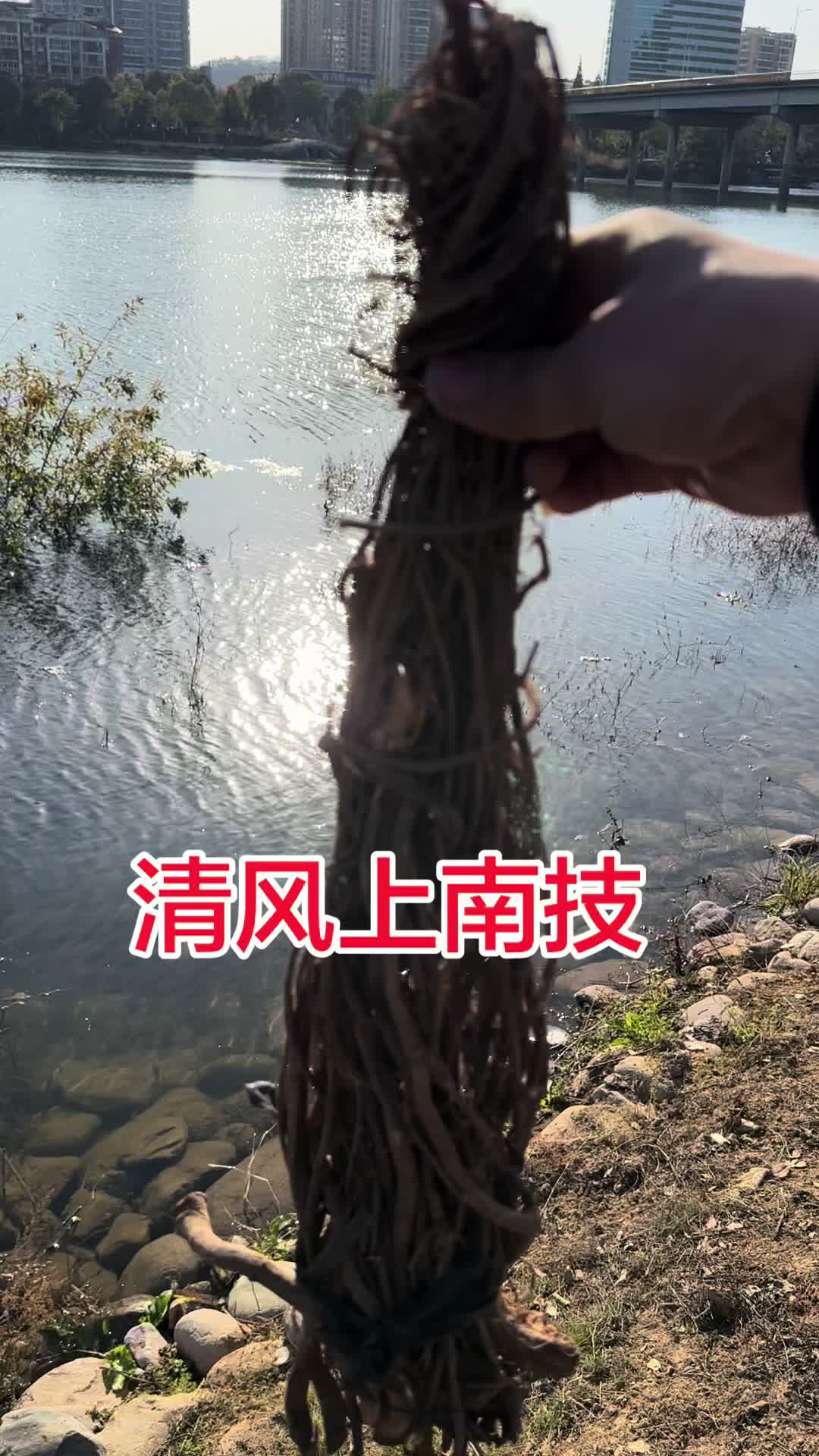 鱼藤根的主要作用与功效是什么呢这个是我们小时候八零年代玩的一种...