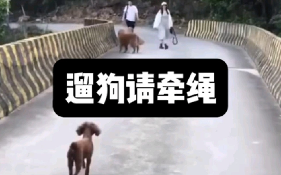 遛狗一定要牵狗绳!切记