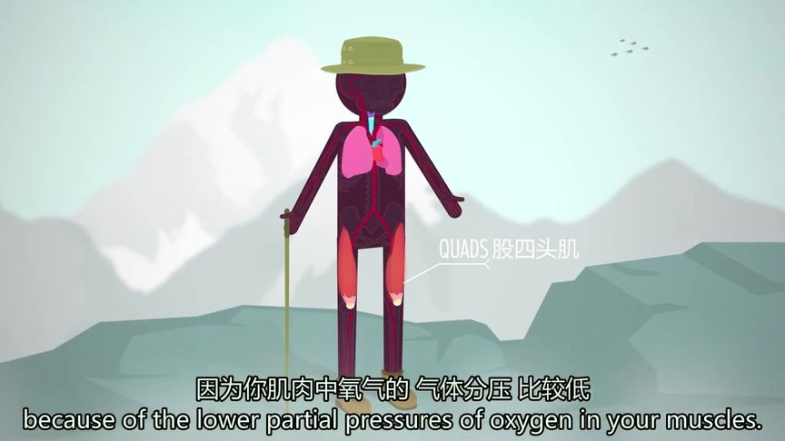 .呼吸系统 Part 2 气体交换