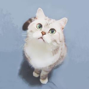 猫魔术