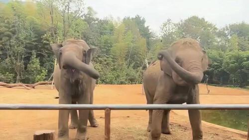两头重达3吨的大象,为了取悦游客开心,直接开始了精彩的表演