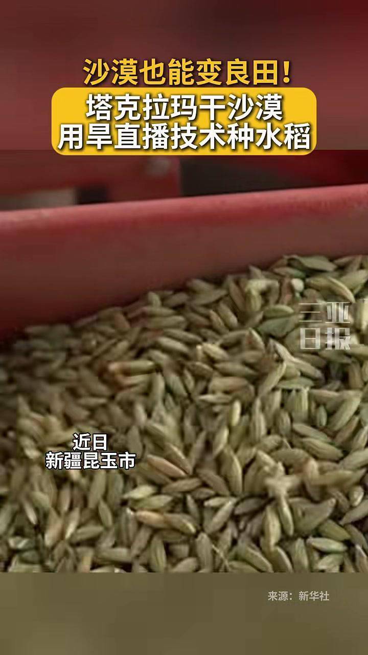 沙漠也能变良田!塔克拉玛干沙漠用旱直播技术种水稻。