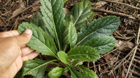 中草药地黄,叶子和根的用途大不同?我也是刚知道哦!