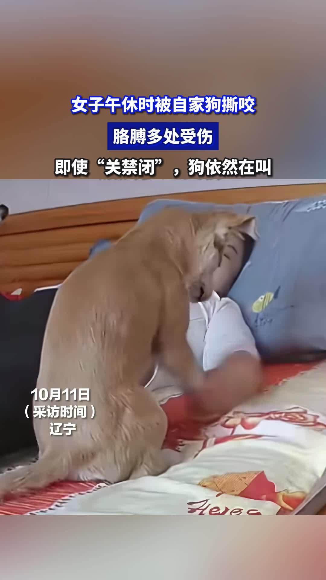 女子午休时被自家狗撕咬,胳膊多处受伤,"关禁闭",狗依然在叫
