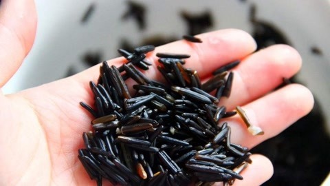 全球最贵的大米,老外称“土豪米”,产自中国.