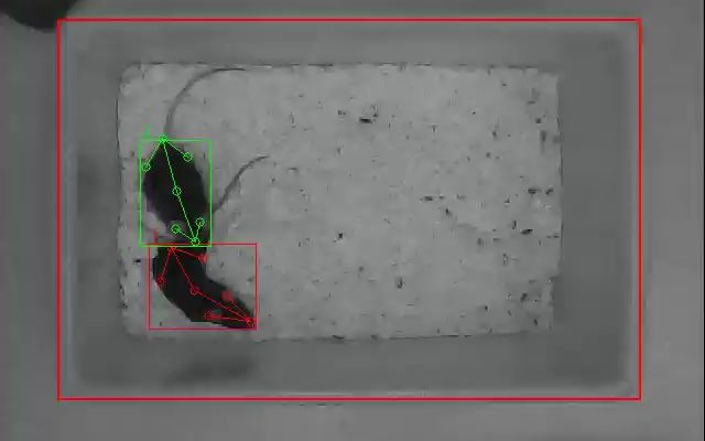 ...AI软件丨一款多动物交互/攻击行为分析软件,创新算法,实时跟踪,模型...