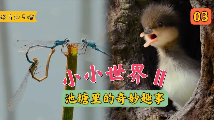 小鸭子的成长历险记,惊险又欢乐,妈妈要给宝宝看的动物纪录片