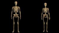 3D模型:人体解剖 Human Anatomy