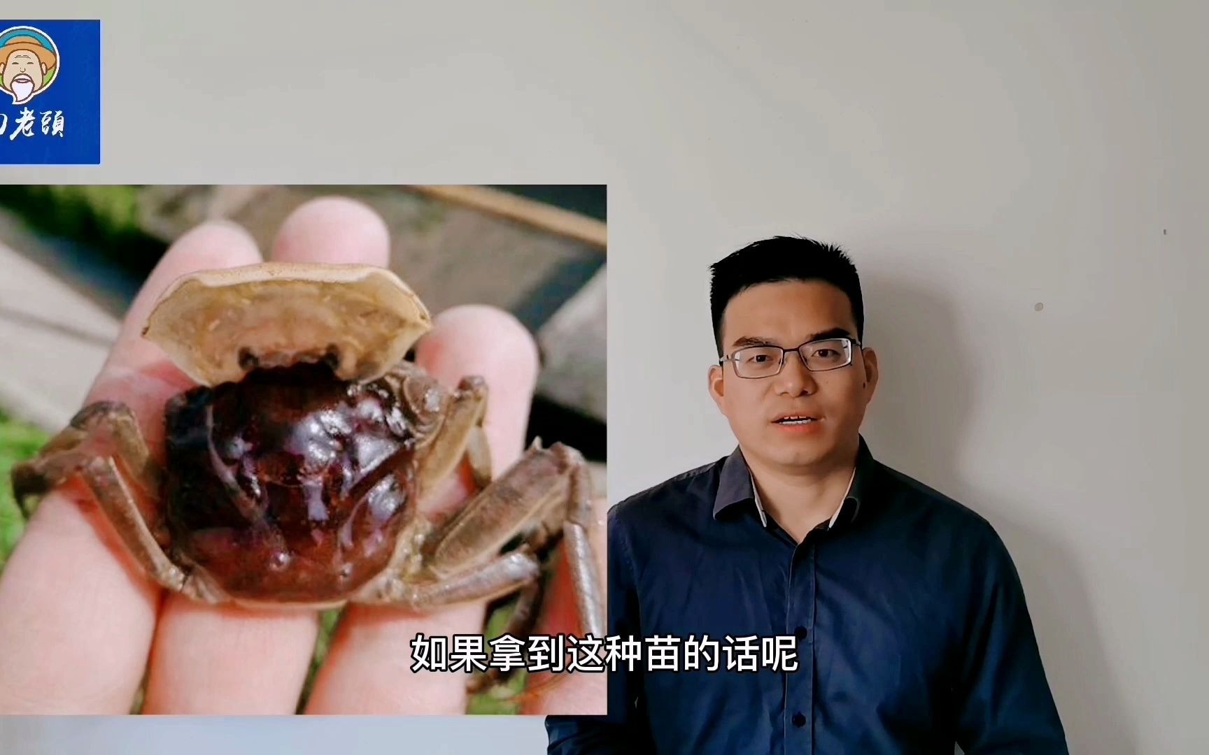 补苗拿蟹苗,注意硬壳蟹和规格问题。田老头螃蟹养殖技术