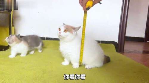 腿长之谜!一家三口腿一个比一个短,最短的竟然是