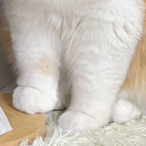 兴木辛_xing 