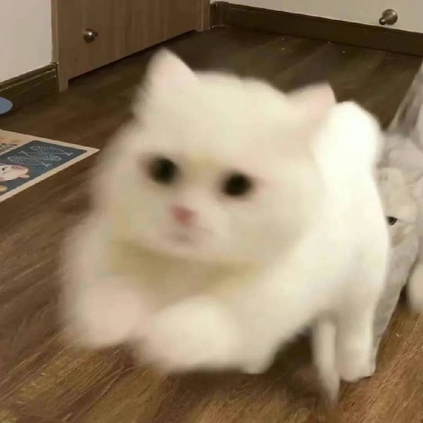 Xwtxawa_Official 