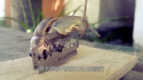 男子将蜗牛放在刀片上面爬行,蜗牛爬过去后,不料意外发生了
