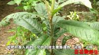 枇杷叶的功效主要是清热、化痰、止咳,常用于肺热咳嗽