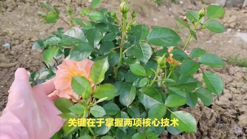 提升月季价格的核心技术:优质土壤与科学种植方法总结