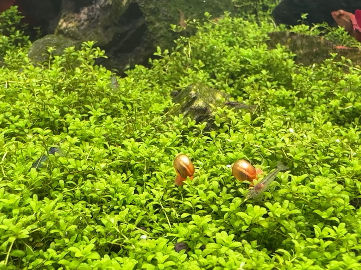 分享一下迷你矮珍珠的种植经验