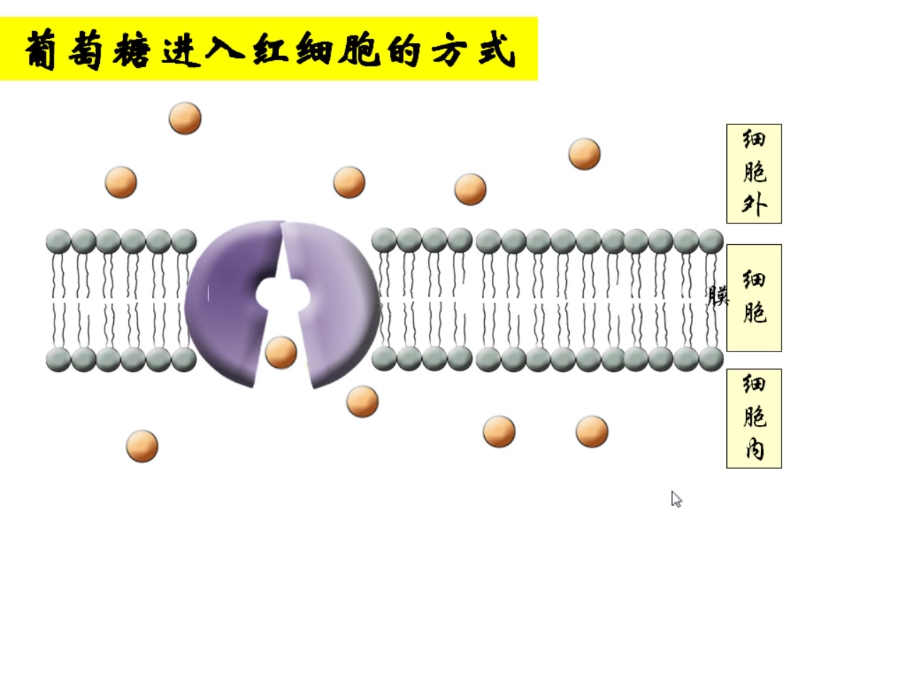 高中生物-被动运输和主动运输---人教版--高一上学期---必修1第4章第3...