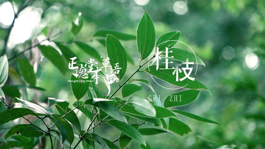 桂枝在生活中它的作用只有你知道的那点么?@百草大叔 @纪录中医