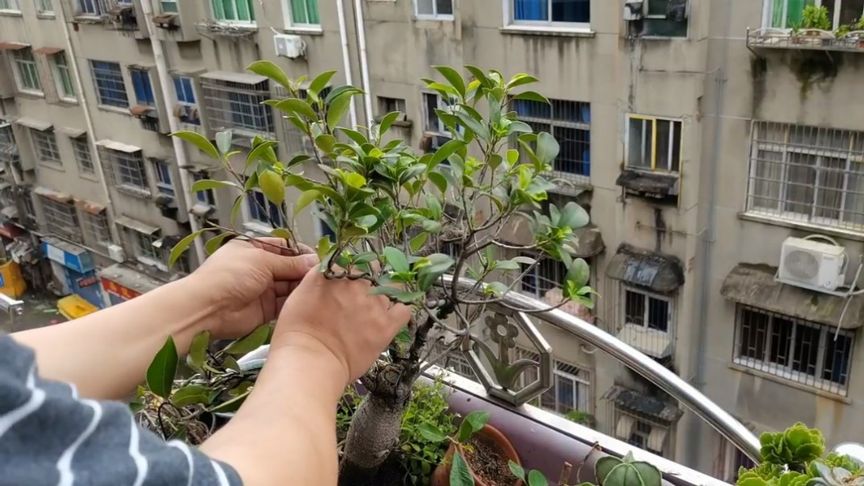 来给我的榕树整形修剪一下