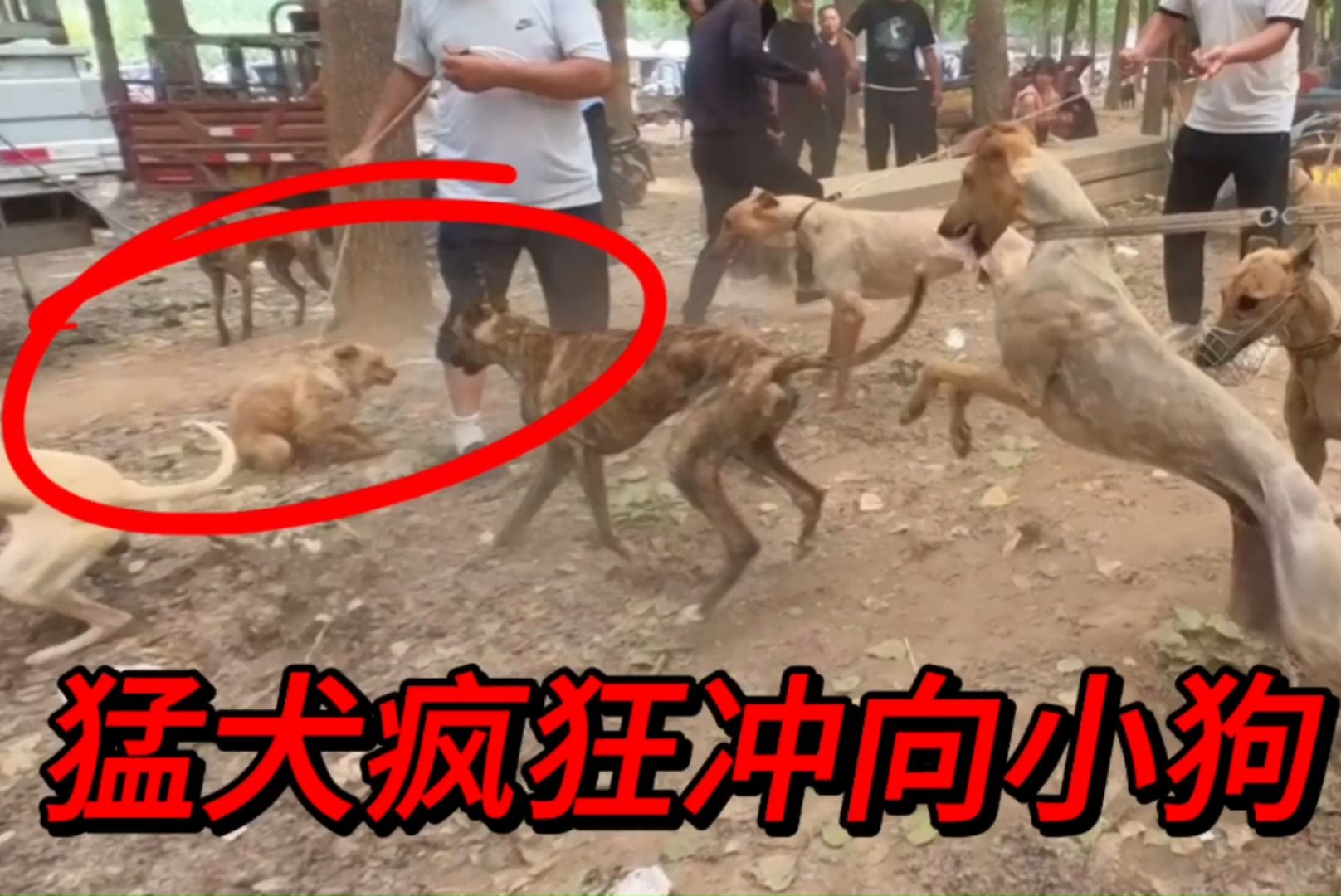 一群猛犬疯狂冲向小狗,发疯似的攻击撕咬,小狗嗷嗷惨叫瞬间吓瘫