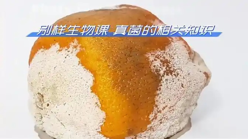 别样生物课,真菌的相关知识