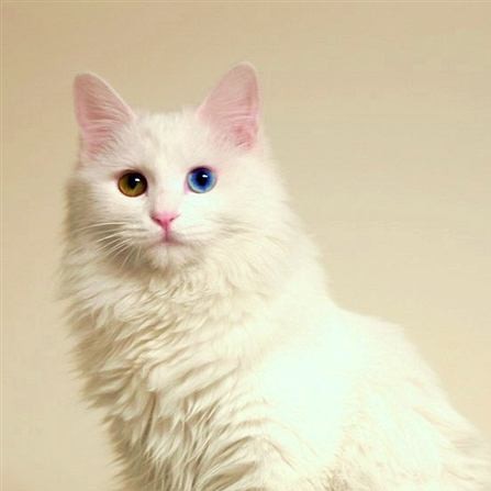 --大脸猫爱吃鱼-- 