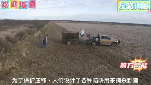 老外为护农田,哥俩合力安装捕猪神器,第二天收获满满直接爆车