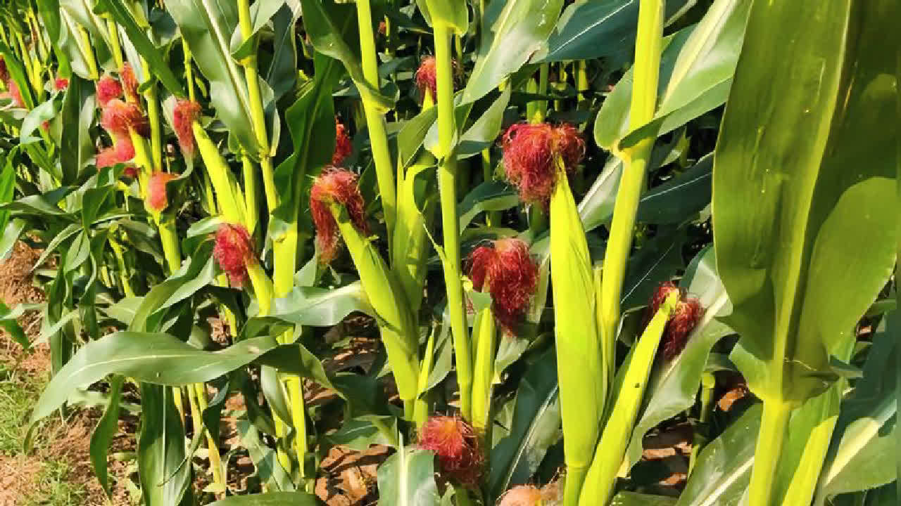 农村常见玉米须经常被人忽视,其实它好处多多用途广泛,来了解下