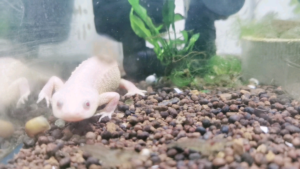 【西班牙肋突螈】王的蔑视