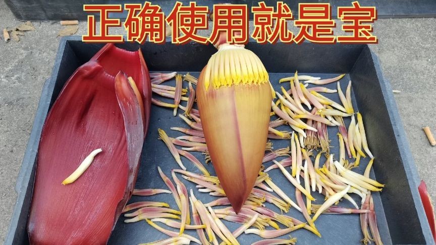 芭蕉花在生活中的三大妙用,了解一下对你有所帮助吗?