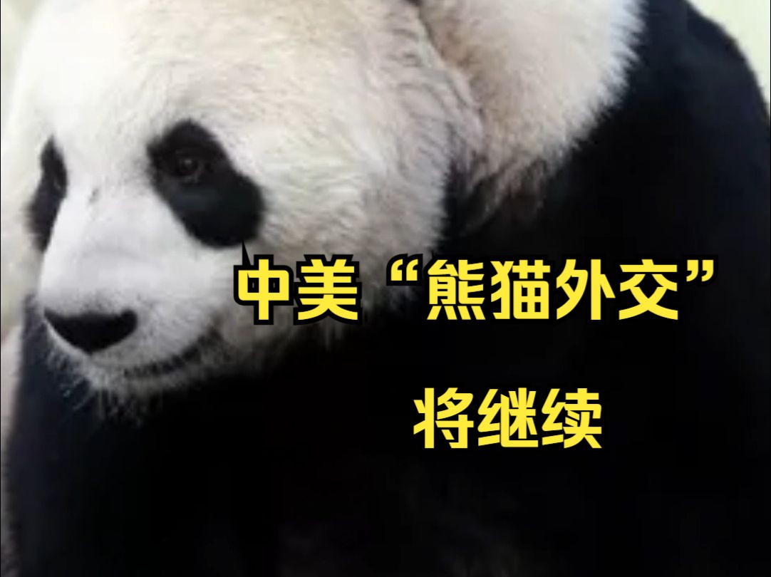 中国计划将新一对大熊猫送往美国圣迭戈动物园