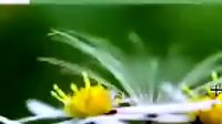 flash实例遮罩效果《春暖花开》-无语老师