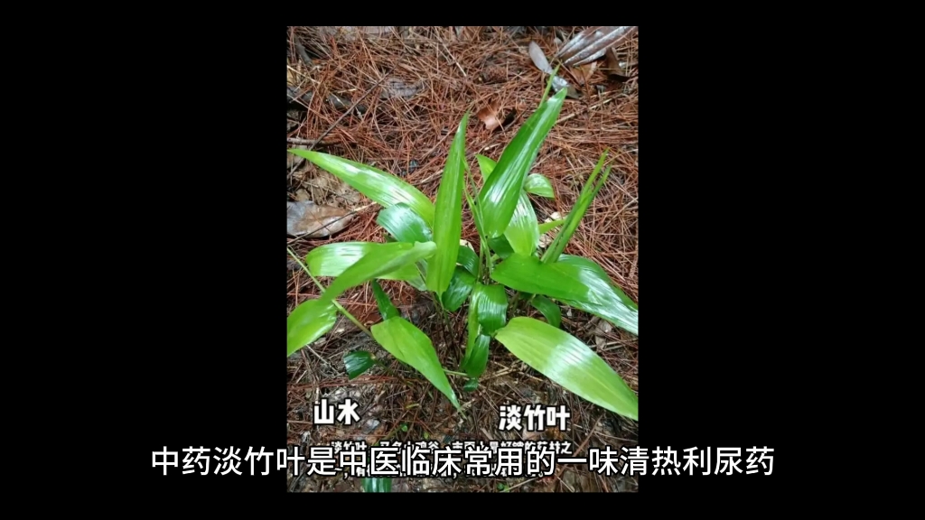 认识国药之淡竹叶(药食同源)