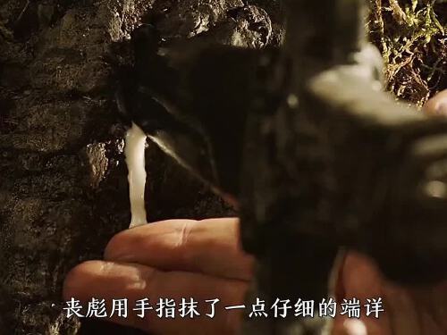 大树的汁液有着神奇的功效,男人把它抹在伤口上,伤口瞬间愈合