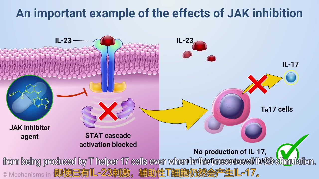 JAK-STAT信号通路抑制剂的作用机理(中英文字幕)
