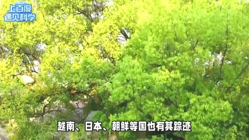 科普一下,樟树,香樟树冠广展枝叶茂密,雄伟四季常青