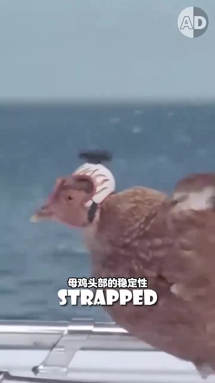 母鸡头部的稳定性#科普世界