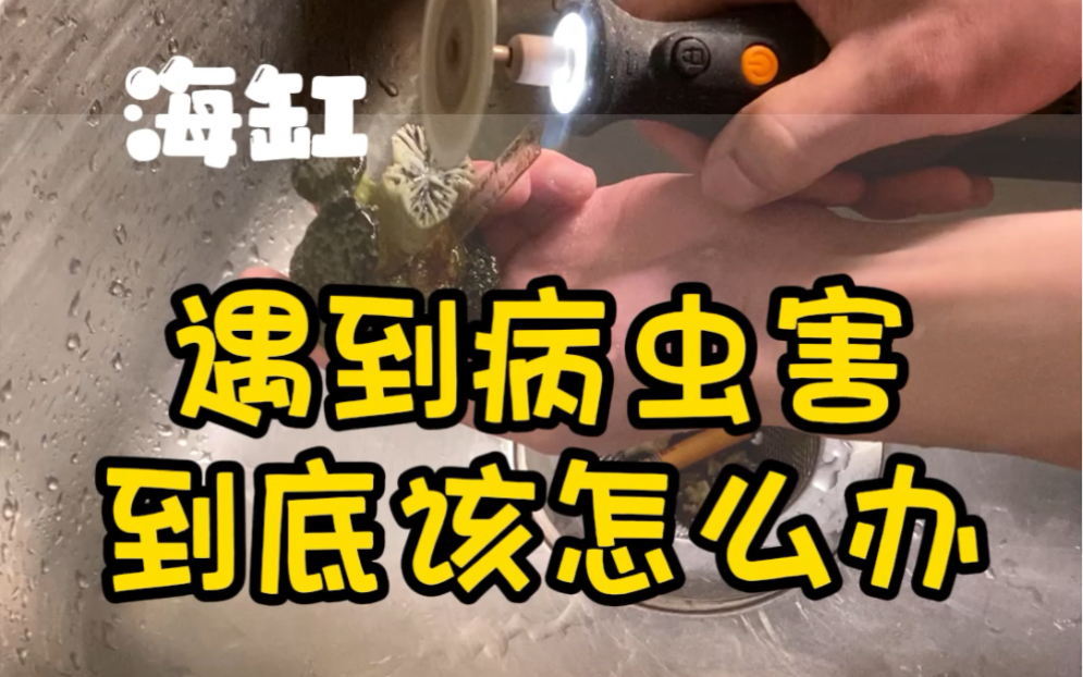 遇到病虫害你们是怎么解决的?#海缸日记 #扁虫 #海水鱼珊瑚