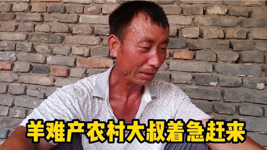 农忙时候母羊突然生产,乡村大叔赶来接生。计划赶不上变化