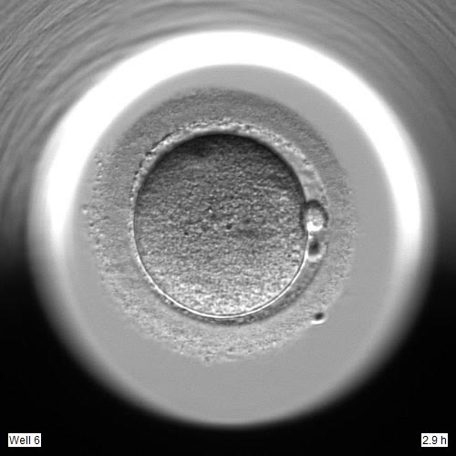 茂盛生殖医学专业设备-胚胎发育形态动力学分析(Embryoscope time-...