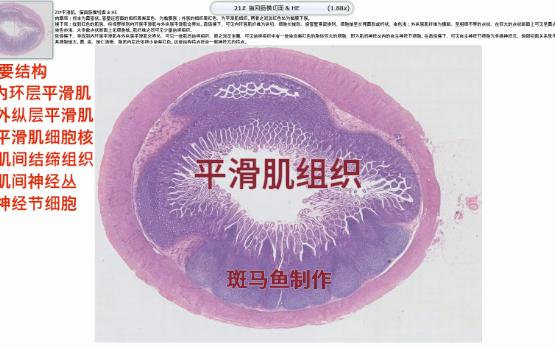平滑肌组织-组织切片解读